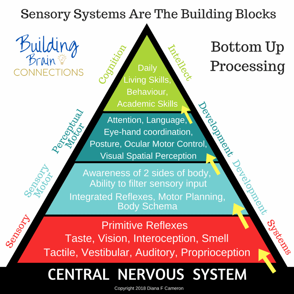 Sensory Processing What Is It Building Brain Connections Sensory Processing What Is It Building Brain Connections