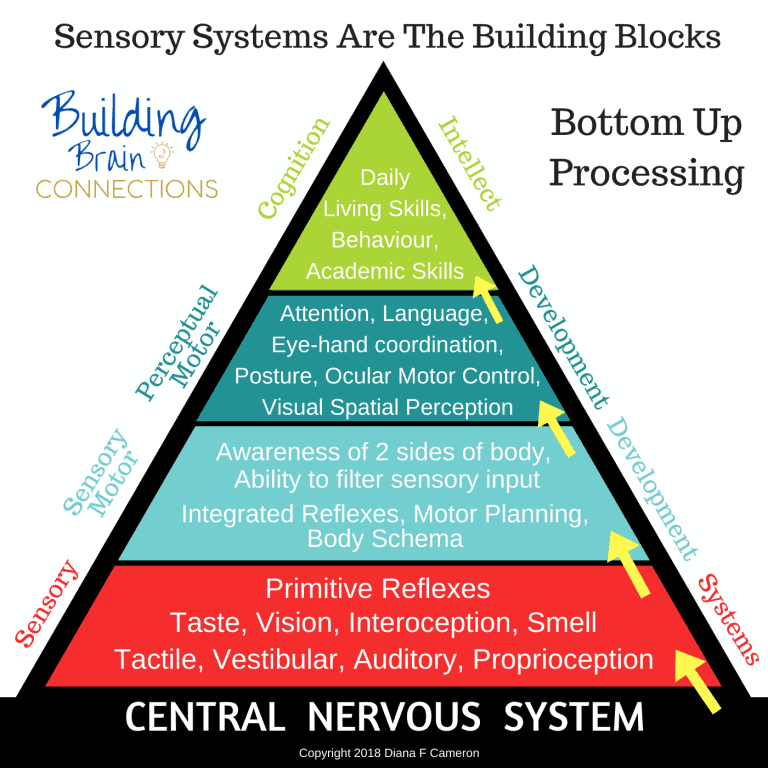 Sensory Processing What Is It Building Brain Connections Sensory Processing What Is It Building Brain Connections
